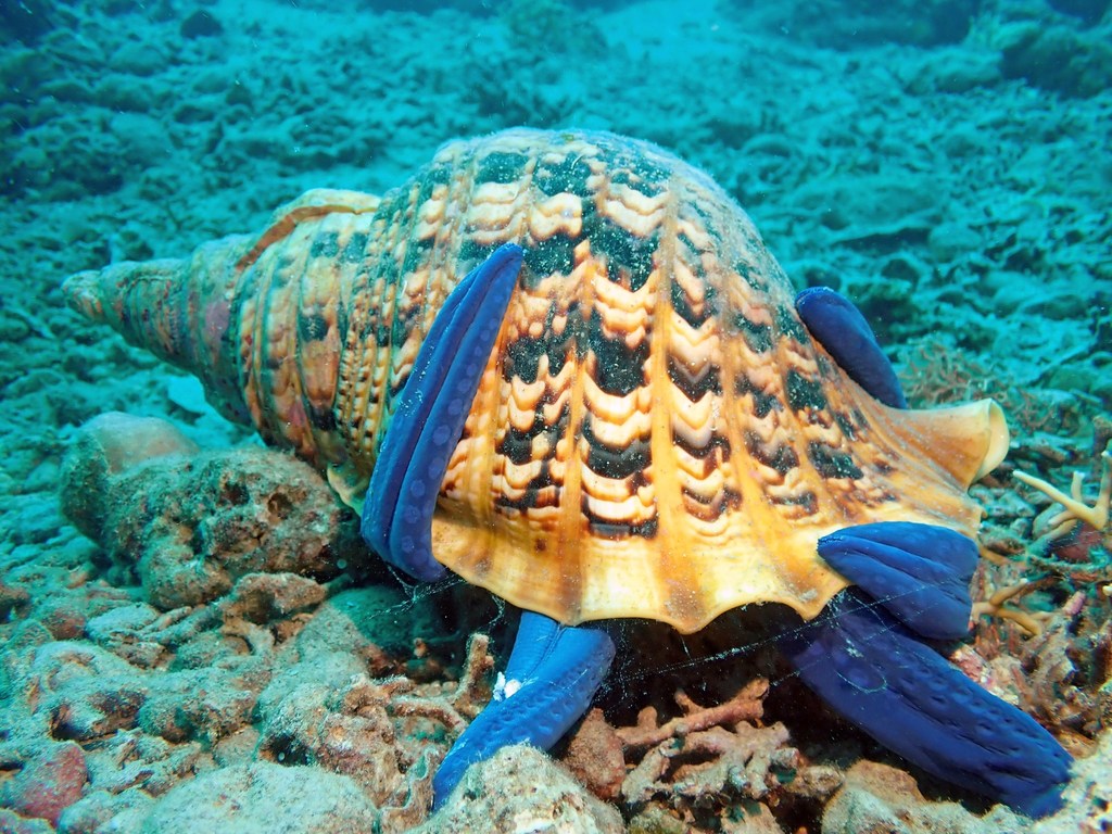 Giant Triton Snail from Havannah on May 16, 2020 at 09:02 AM by ...