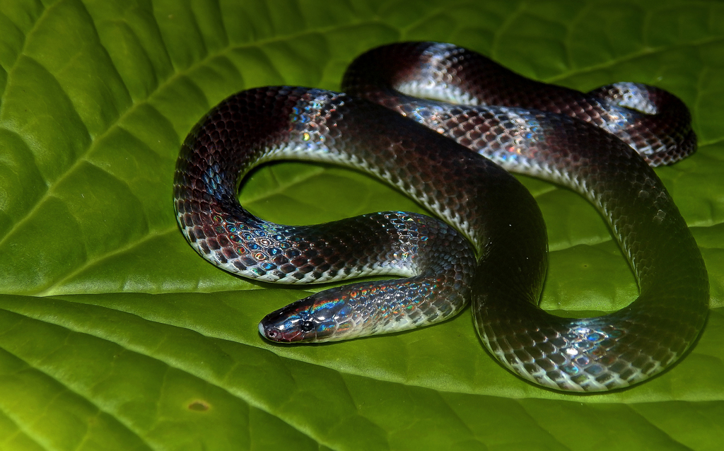 Colombian Earth Snake in October 2018 by Khristian Venegas Valencia ...