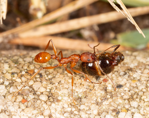 Treat's Collared Ant (Ants of Virginia) · iNaturalist