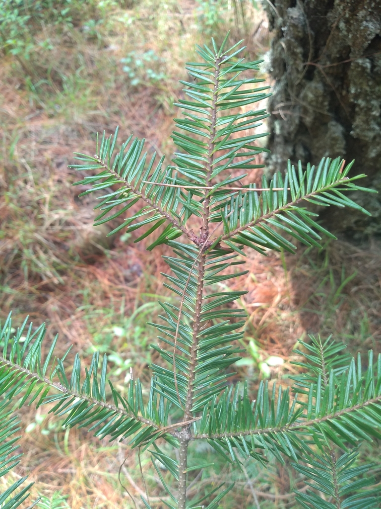 sacred fir from Perote, Ver., México on May 13, 2020 at 11:04 AM by ...