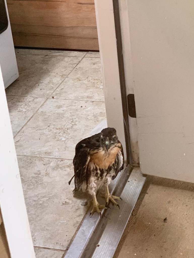 Red-tailed Hawk from Jefferson County, MS, USA on May 16, 2020 at 07:12 ...