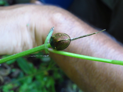 Stolas indigacea · iNaturalist