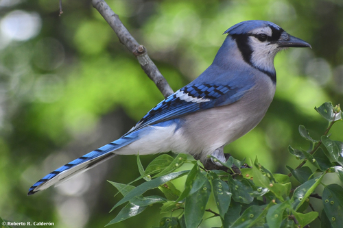 Blue Jay (Birds of Audubon Park) · iNaturalist