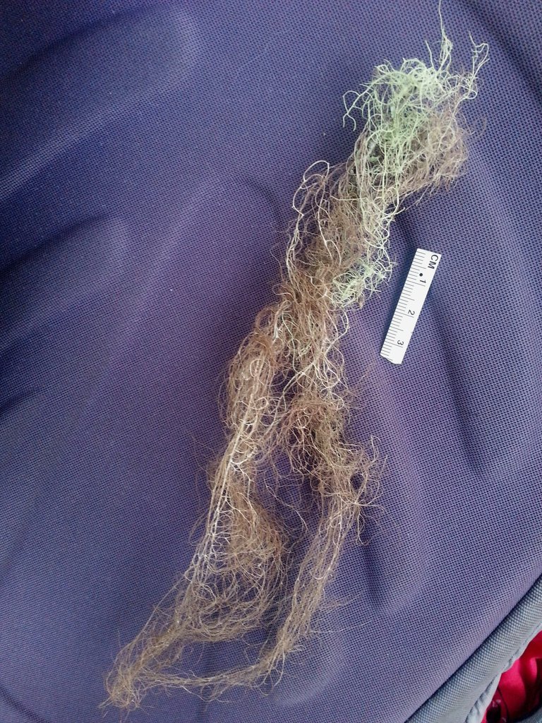 Groovy Beard Lichen from Trinity County, Six Rivers National Forest, US ...