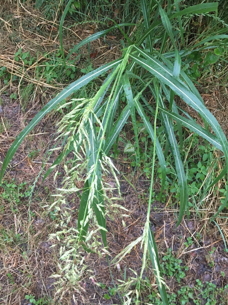 Johnson grass from River Legacy Parks, Arlington, TX, US on May 16 ...