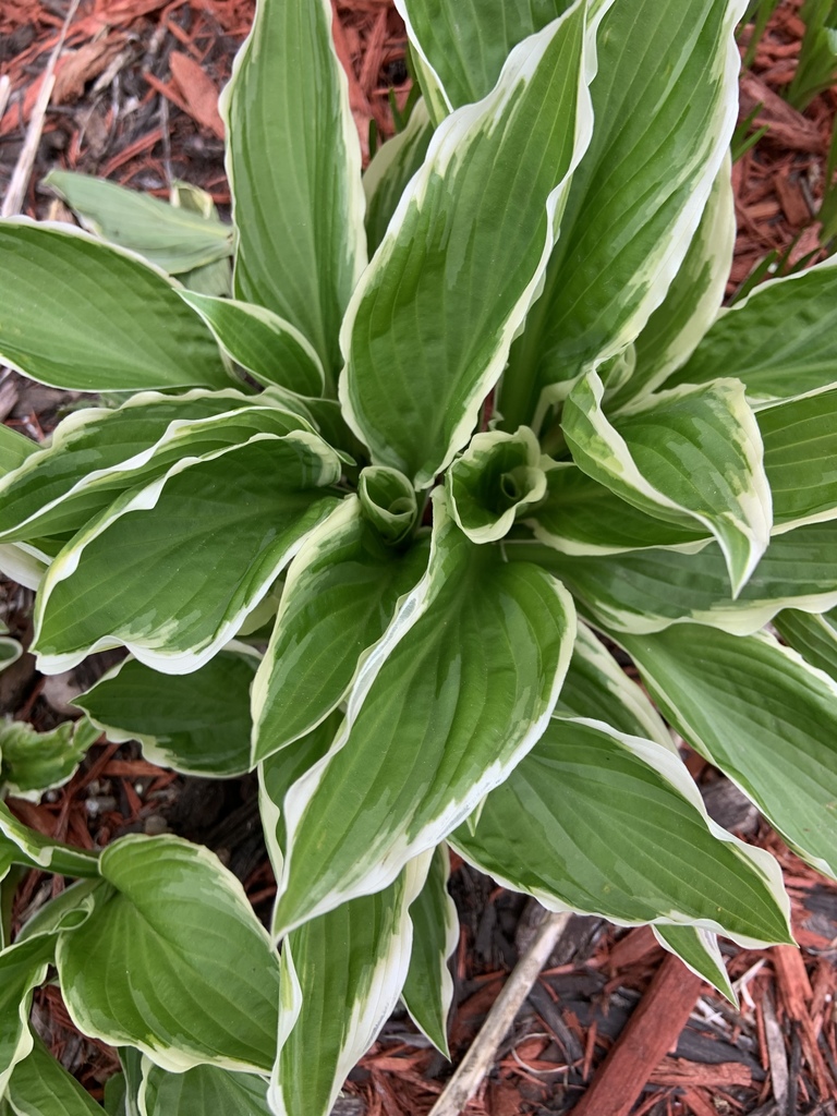 hostas from Humber Trail NE, North Branch, MN, US on May 16, 2020 at 11 ...