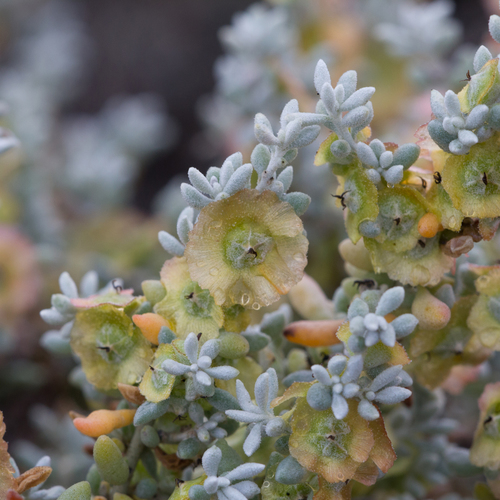 Low Bluebush (Maireana astrotricha) · iNaturalist