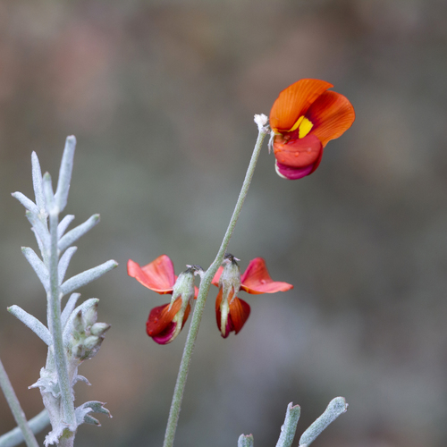 Orange Darling Pea (Swainsona stipularis) · iNaturalist