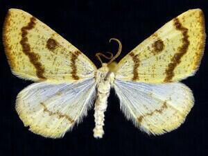 Sulphur Moth (Insects of Kern County) · iNaturalist