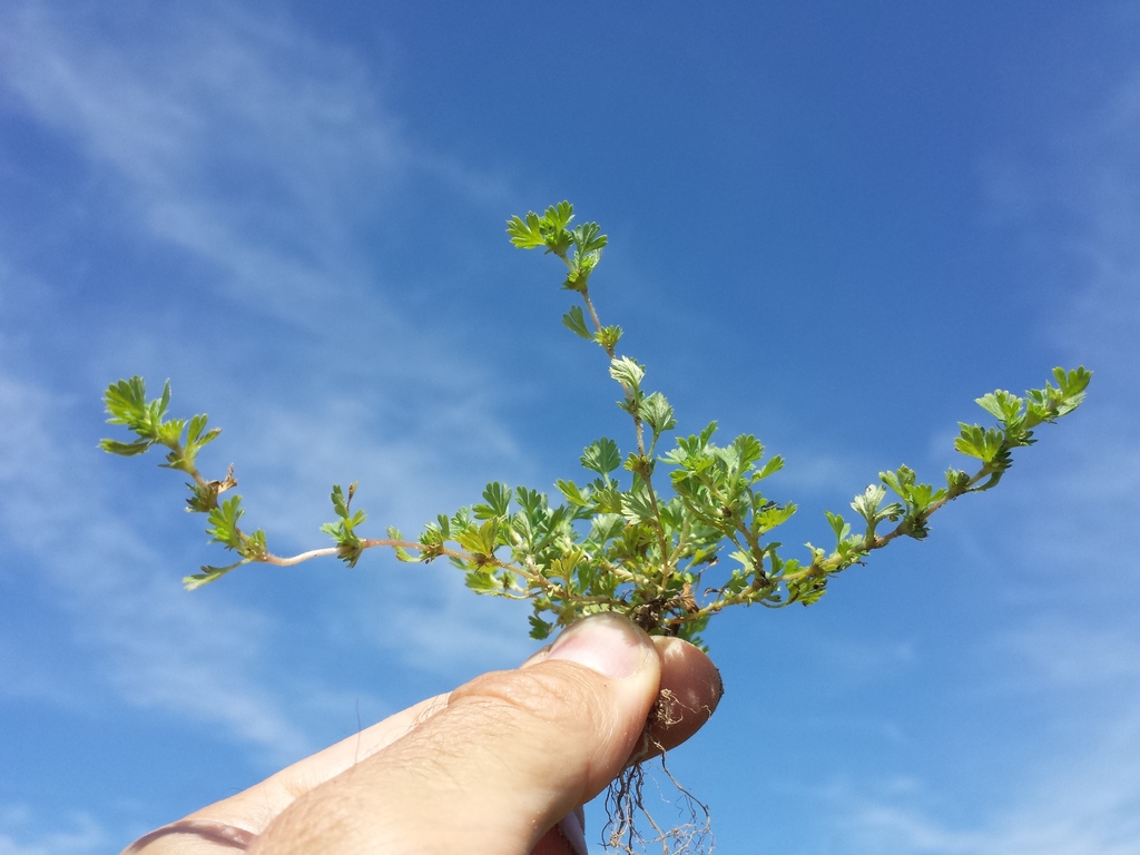 Slender parsley-piert (Alchemilla australis) - Botanical Realm