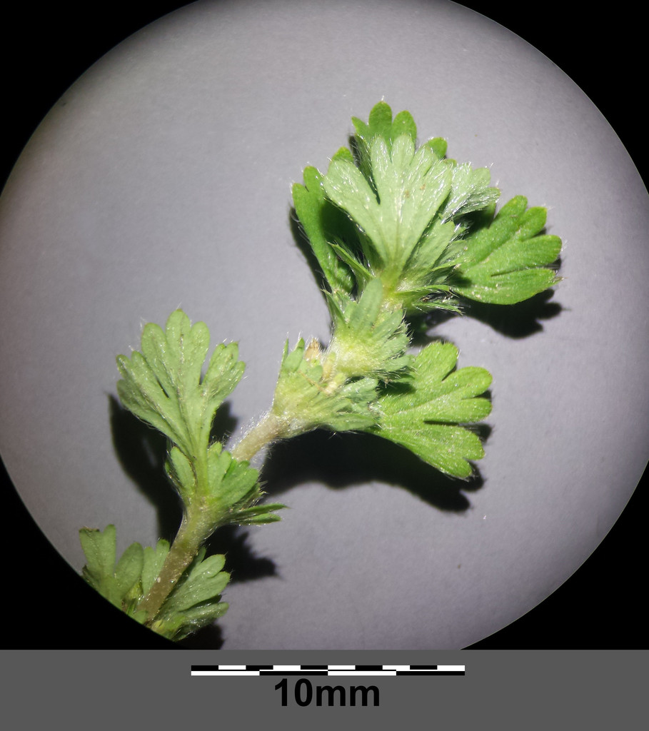 Slender parsley-piert (Alchemilla australis) - Botanical Realm