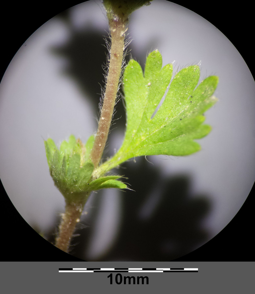 Slender parsley-piert (Alchemilla australis) - Botanical Realm