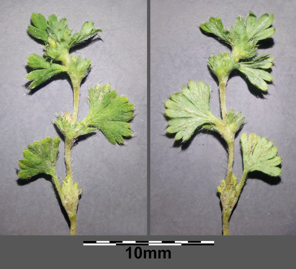 Slender parsley-piert (Alchemilla australis) - Botanical Realm