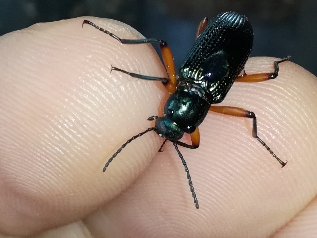 Strongylium erythrocephalum from 959, Taiwan, 台東縣東河鄉東河村 on May 17, 2020 ...