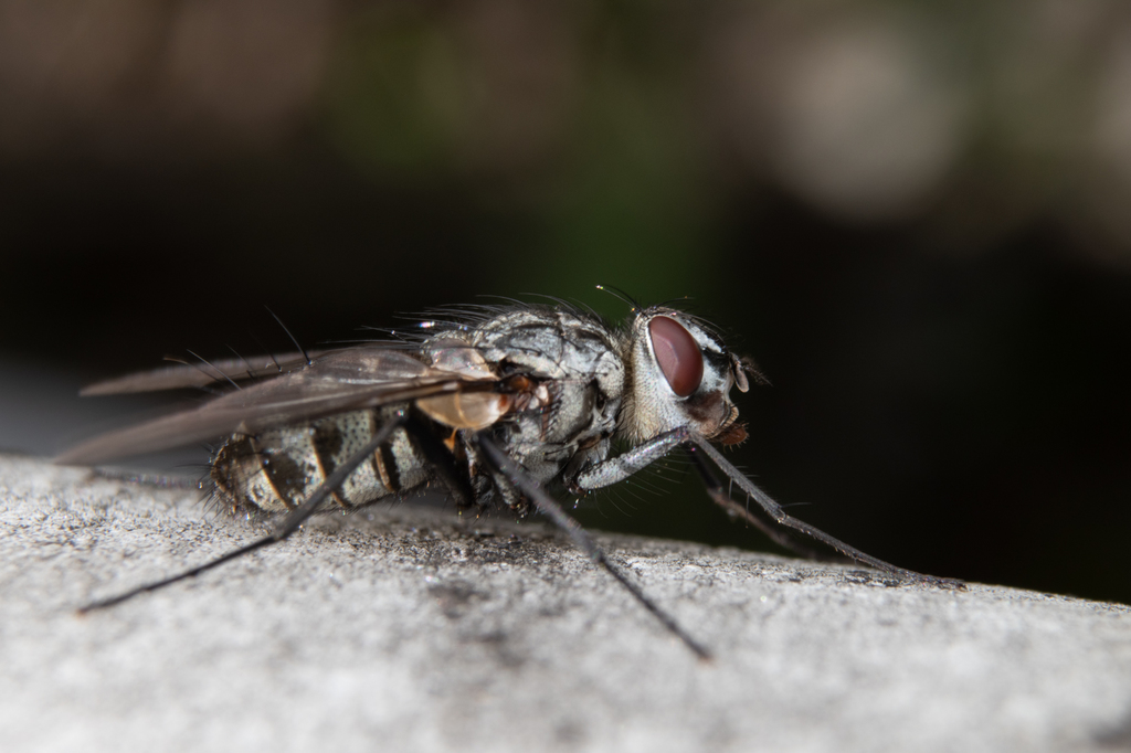Calyptrate Flies from Kangding, Garzê Tibetan Autonomous Prefecture ...