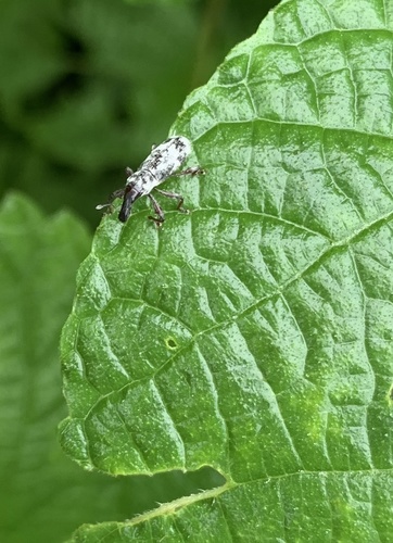 Peribleptus dealbatus · iNaturalist