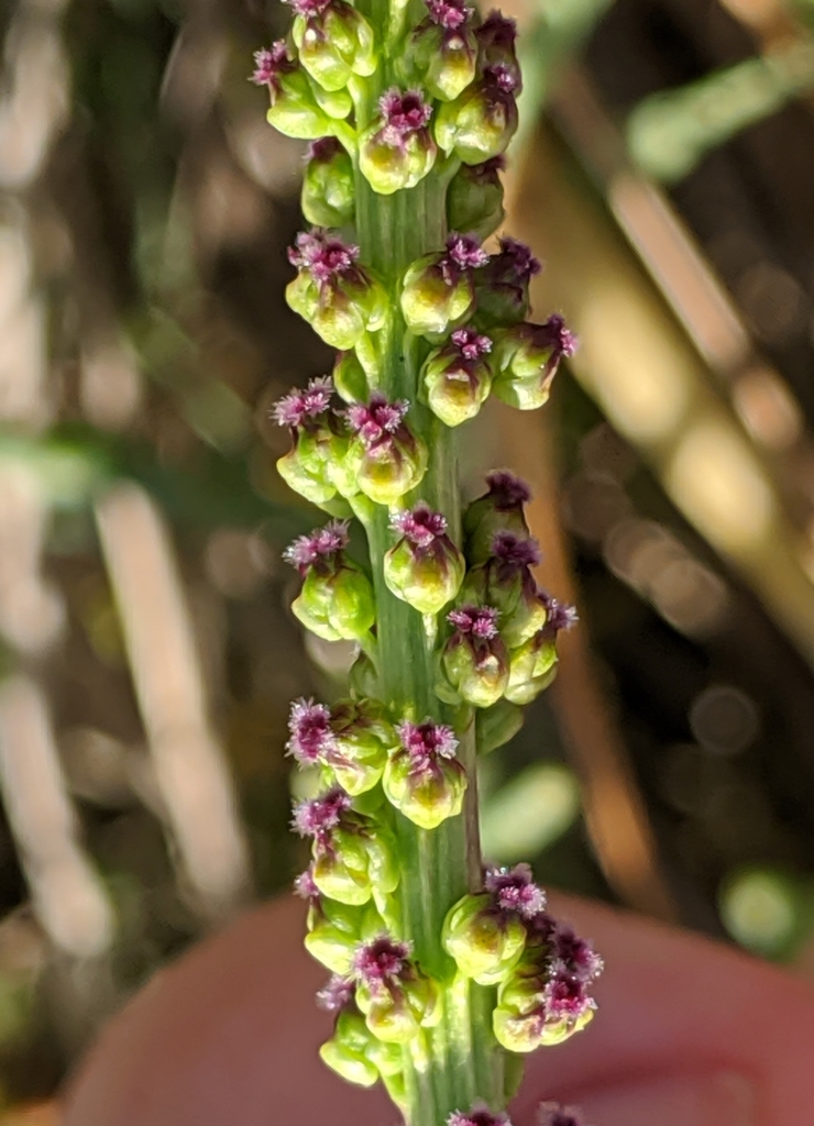 common arrowgrass (Biodiversity Guide to William Bog, Thunder Bay ...