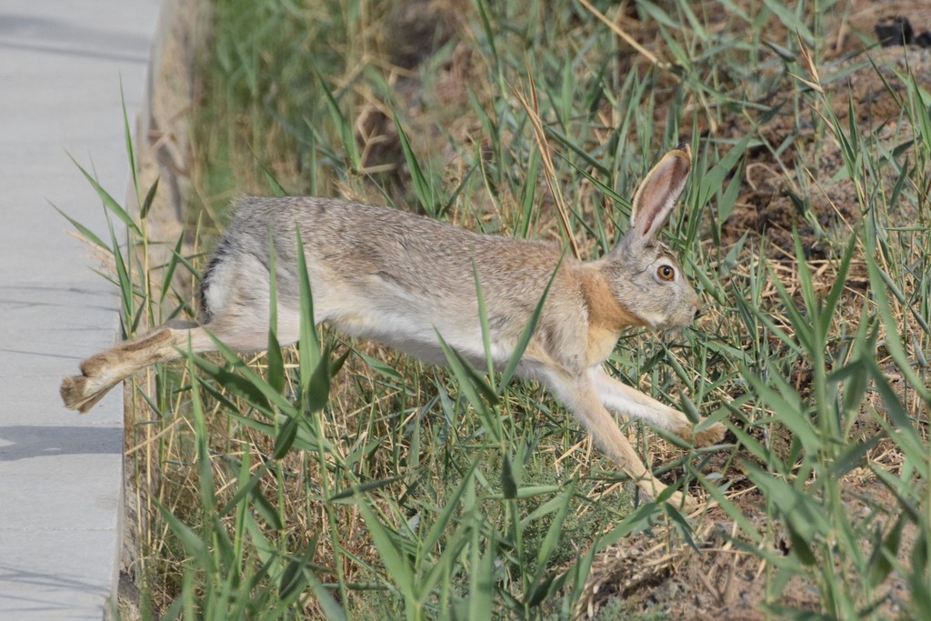 Tolai Hare (Lepus tolai) - Know Your Mammals