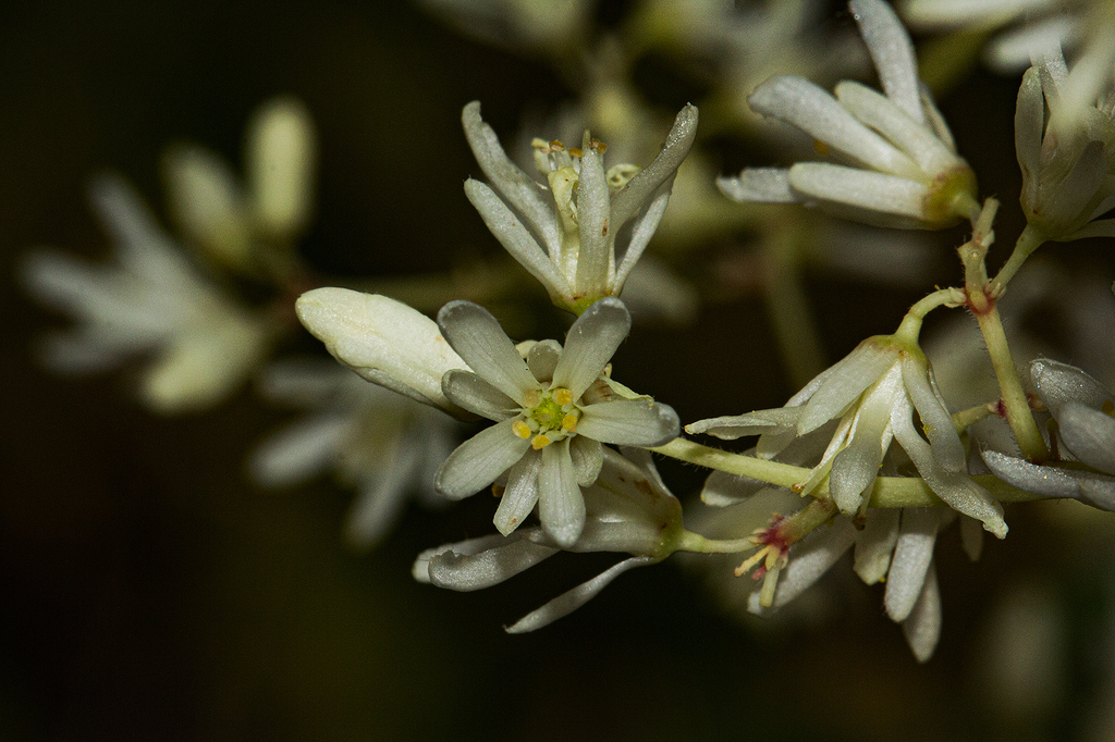 African Moringa (Moringa ovalifolia) - Botanical Realm