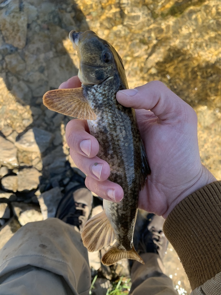 Northern Hog Sucker from Au Sable River, Oscoda, MI, US on May 06, 2020 ...