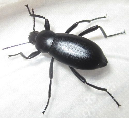 Subspecies Eleodes rileyi rileyi · iNaturalist