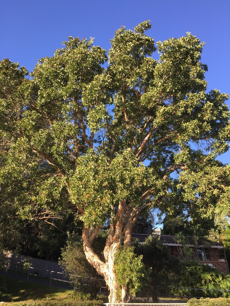 Broad-leaved paperbark (Melaleuca quinquenervia) - Botanical Realm