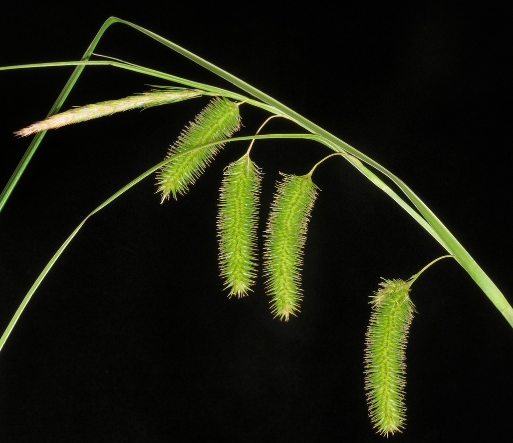 sedges (Cyperaceae) - Botanical Realm