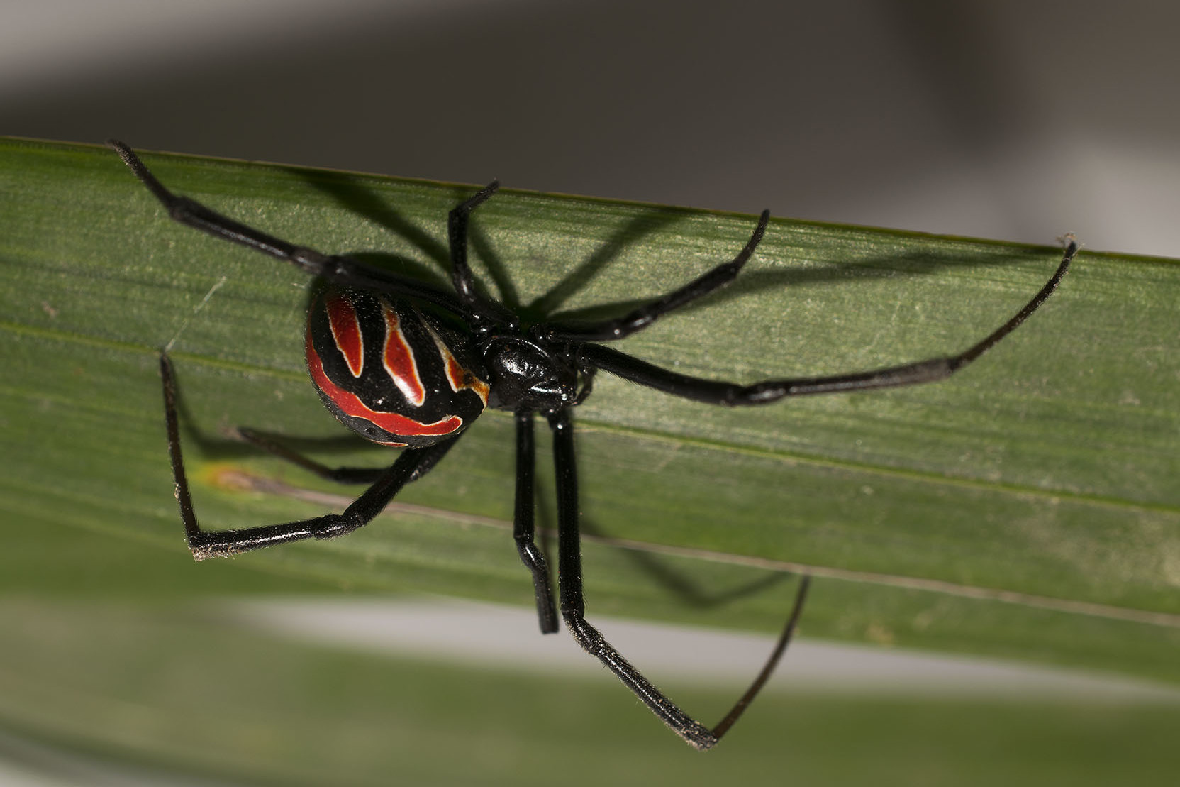 Help me out here : r/whatsthisbug