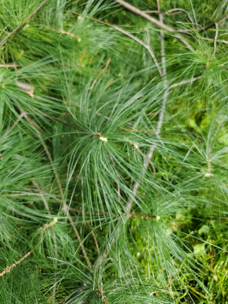 eastern white pine in May 2020 by cindilou · iNaturalist