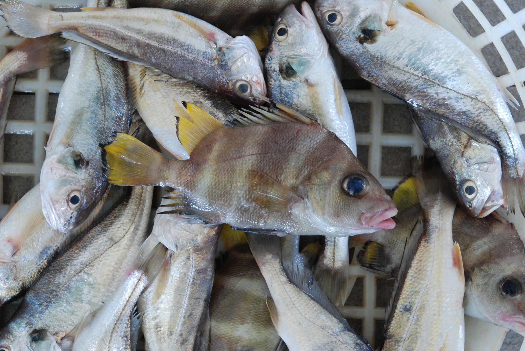 Hapalogenyidae