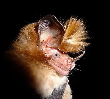 hairy big-eared bat from Trinidad and Tobag on March 11, 2014 by ...