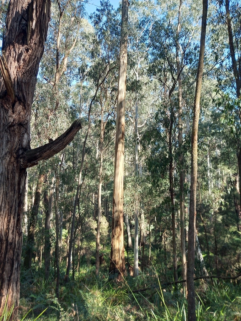 mountain grey gum from Cardinia - North, AU-VI, AU on May 17, 2020 at ...