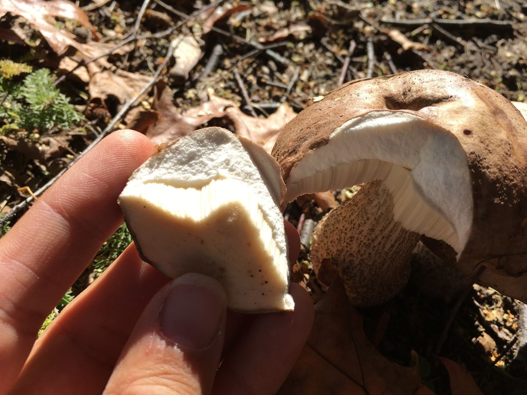 Brown Birch-bolete from Christchurch including Banks Peninsula ...