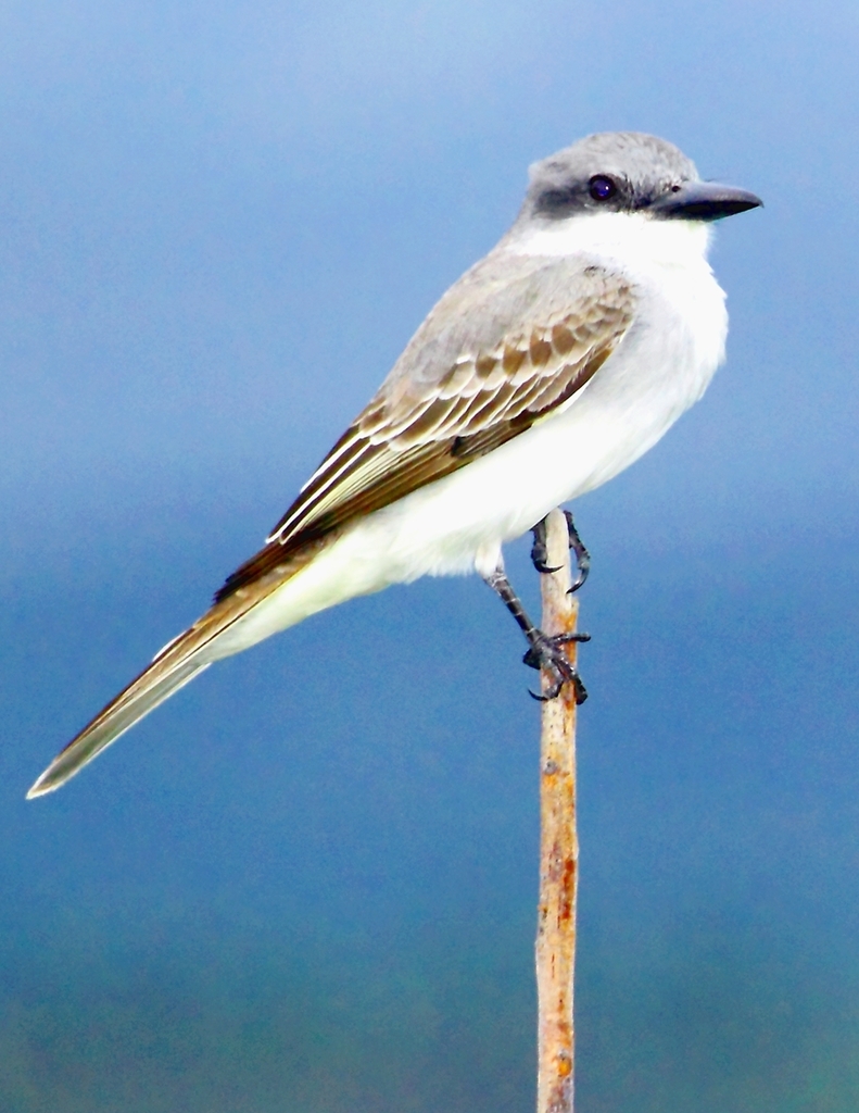 Gray Kingbird (Birds of Point Pelee National Park of Canada / Oiseaux ...
