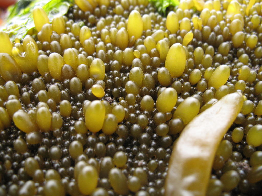 Adenocystis utricularis from Cape Shirreff, Livingstone Island ...