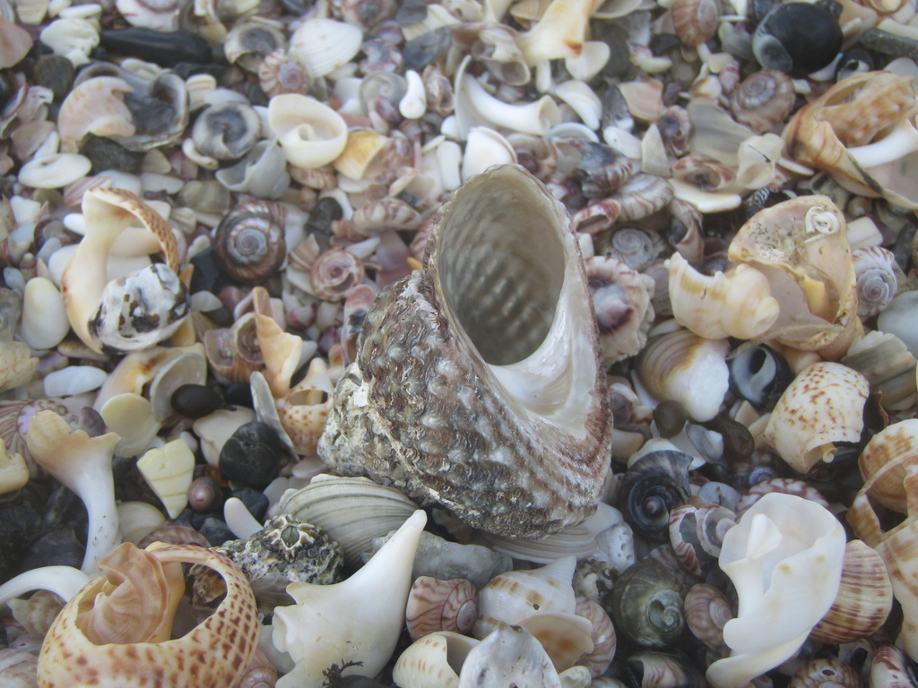 Cook's Turban from Te Arai Point, North Auckland, New Zealand on May 17 ...