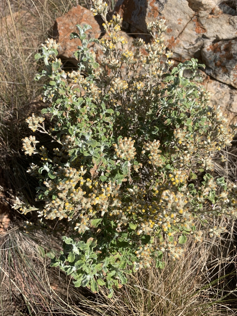 Licorice plant from Linksfield Ridge, Johannesburg on May 17, 2020 at ...