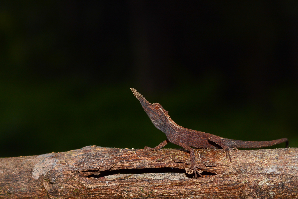 Rough Nose Horned Lizard (Reptiles of Sri Lanka) · iNaturalist