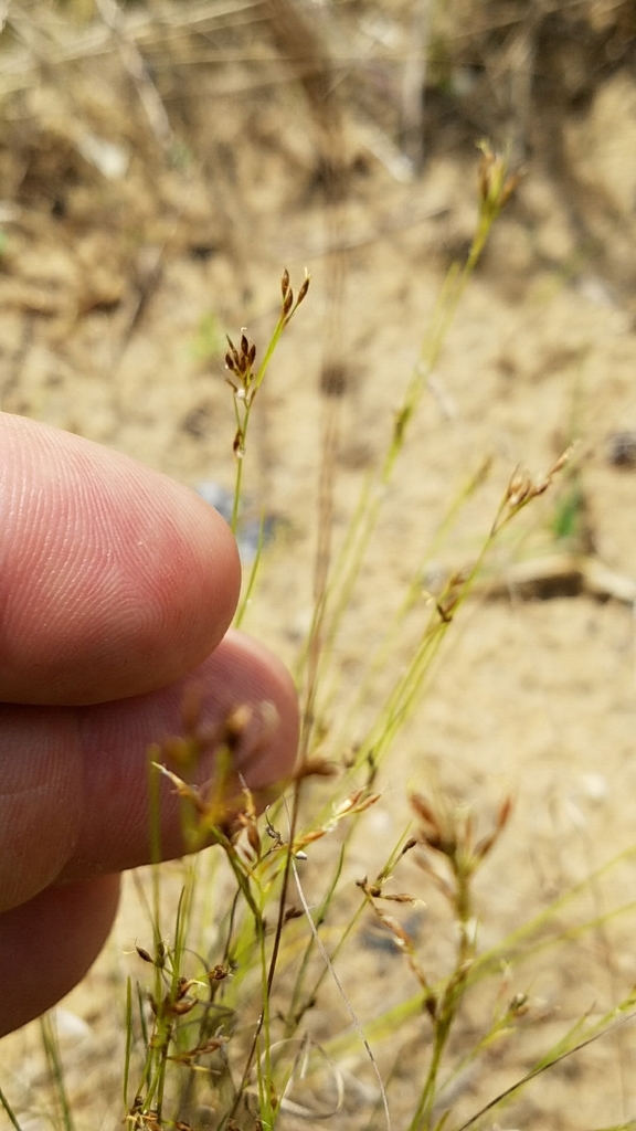 Rhynchospora pusilla (Plants (part I) of Archbold Biological Station ...