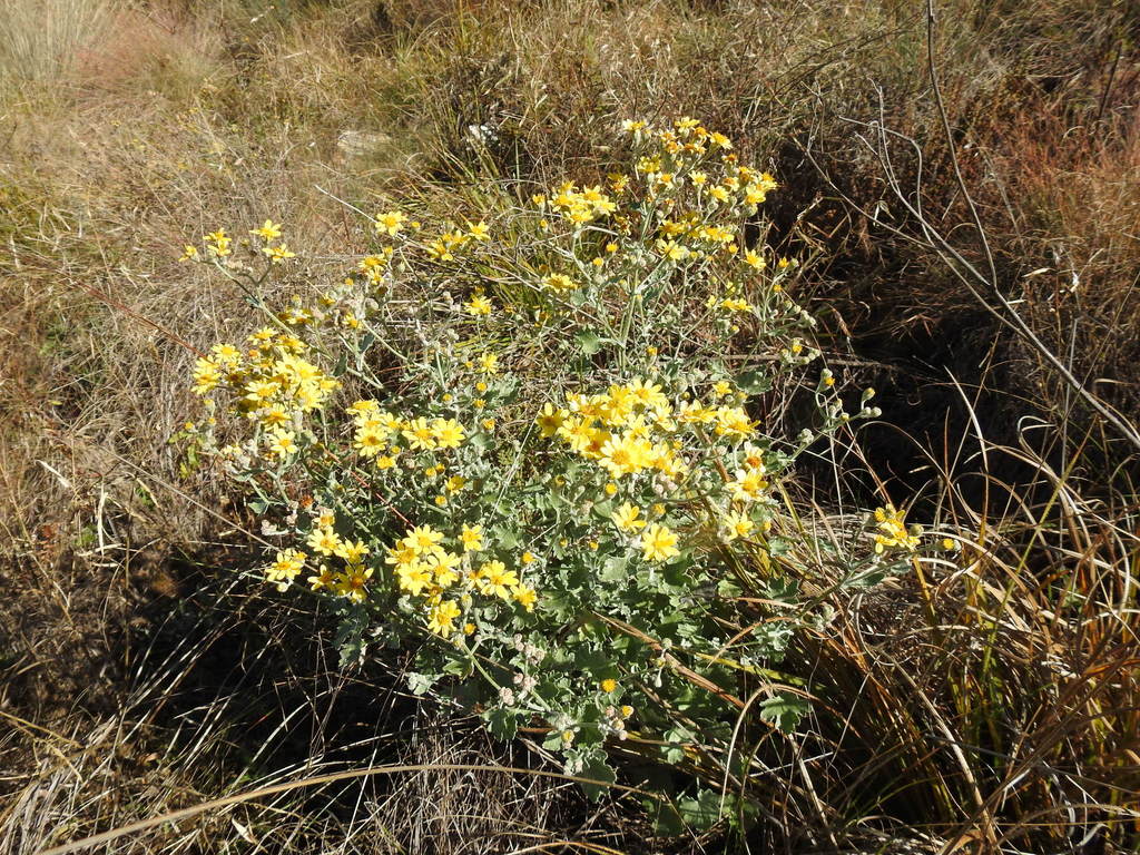 Cineraria austrotransvaalensis from Linksfield Ridge, Johannesburg on ...