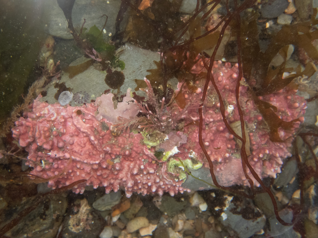 Crustose coralline algae (Lithothamnion) - Botanical Realm