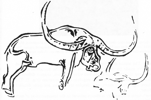 Giant Long-horned Buffalo † (Megafauna Parks (W Palearctic)) · iNaturalist
