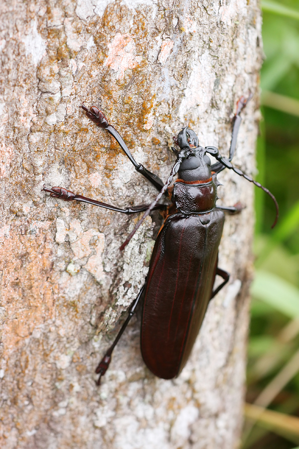 Titan Beetle from Regina, French Guiana on February 5, 2017 at 08:58 PM ...