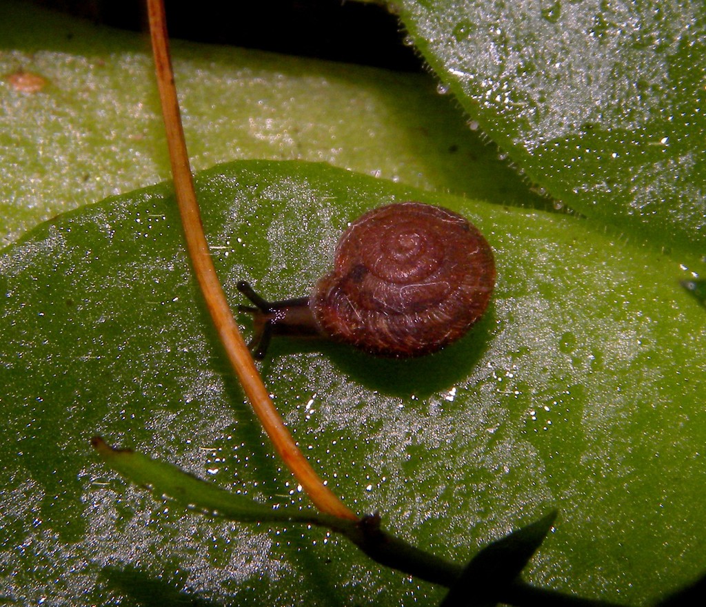 Actinella arridens (Madeira Snails) · iNaturalist