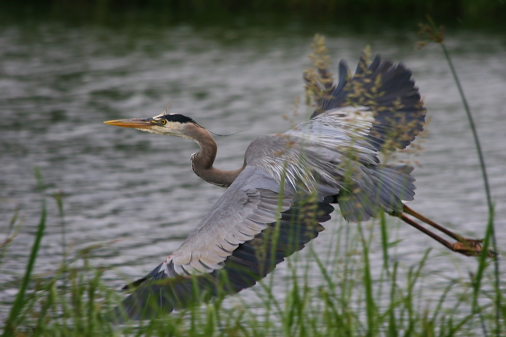 Great Blue Heron from Arboretum Baxter, MN, USA on June 17, 2011 at 05: ...