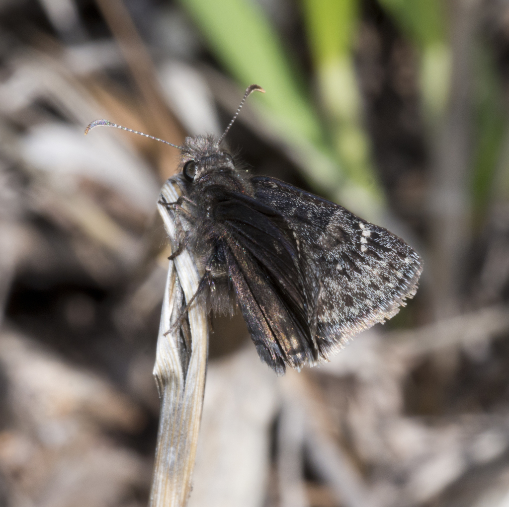 Persius Duskywing (Arthropods of Sweitzer Lake State Park) · iNaturalist