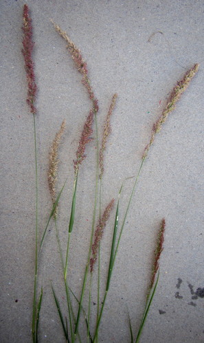 Amorseco Cola de Tuza (Eragrostis ciliaris) · iNaturalist Mexico