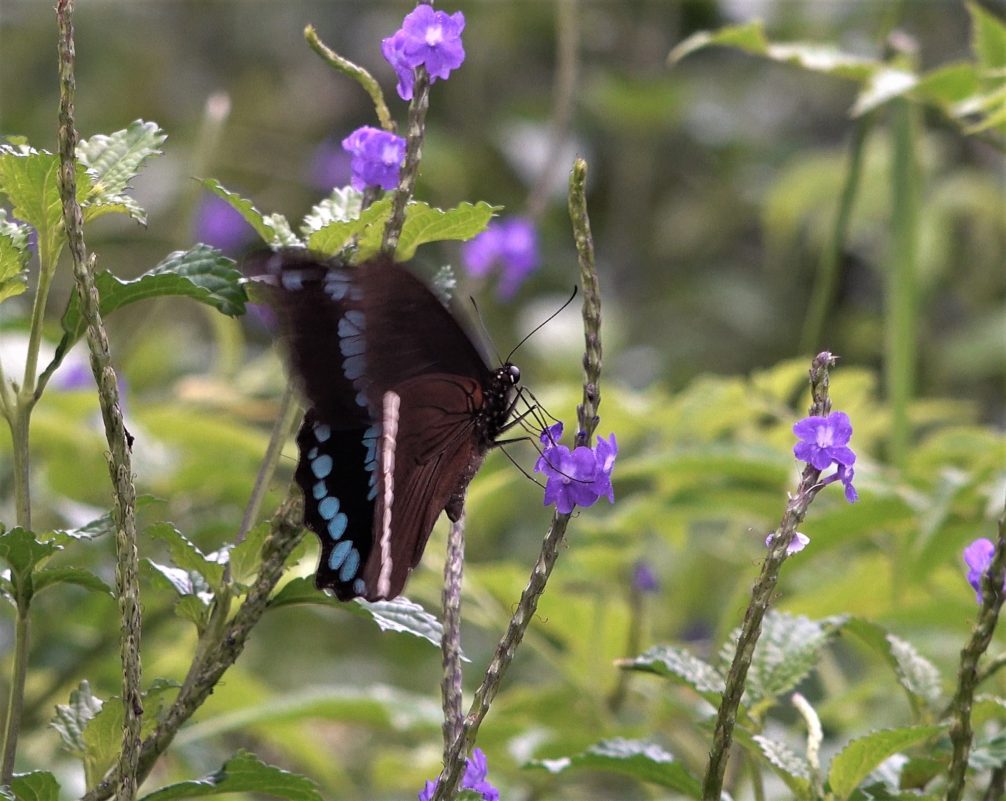 Papilio aristophontes Oberthür, 1897