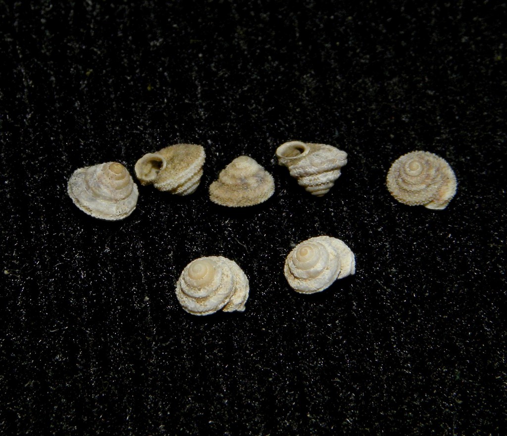 Hystricella bicarinata (Madeira Snails) · iNaturalist