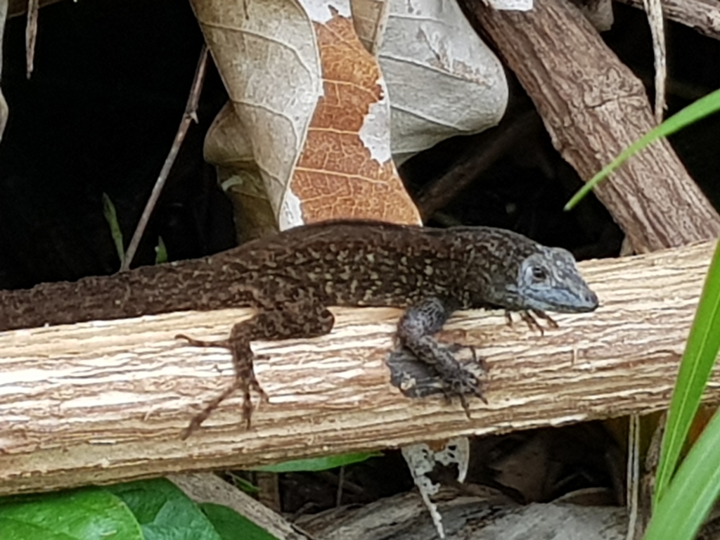 Brown Anole from Defu Lane 4 on April 11, 2020 at 09:30 AM by Gloria ...